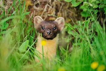 Home | Trees for Life