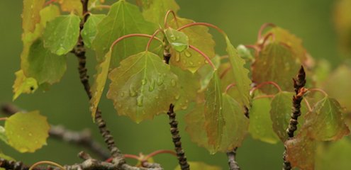 Aspen | Trees for Life