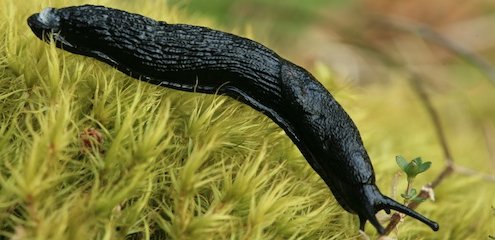 European black slug | Trees for Life