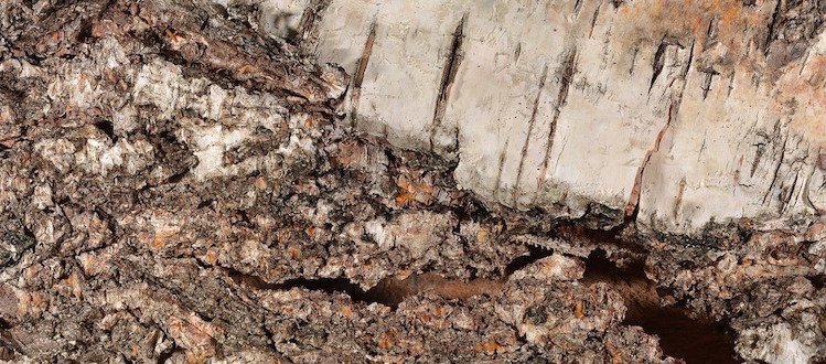 Tree Bark | Trees for Life