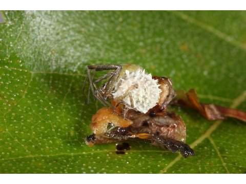 Decomposition and Decay | Trees for Life