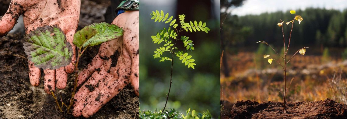 Home | Trees for Life