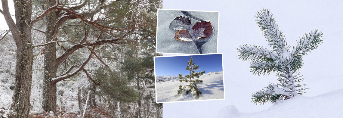 Home | Trees for Life