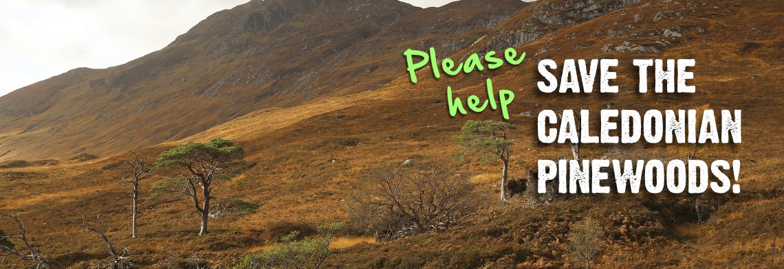 Home | Trees for Life