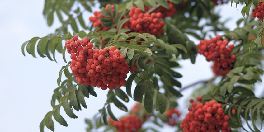 Mythology and Folklore of Rowan | Trees for Life