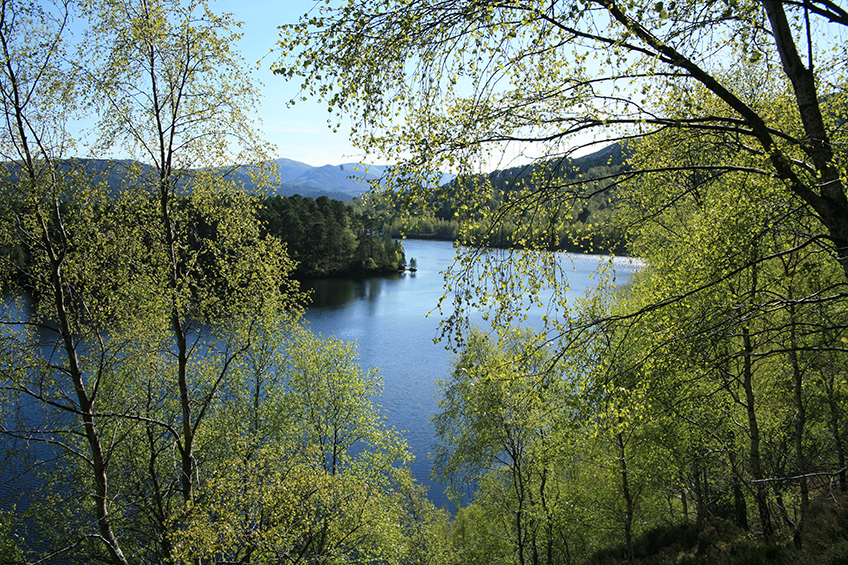 News and blogs from Trees for Life