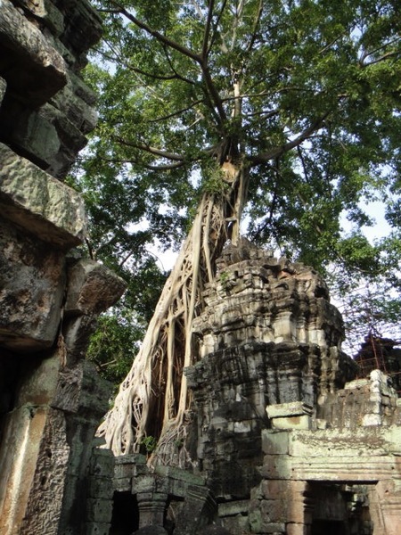 Jamie Macpherson - Trees for Life