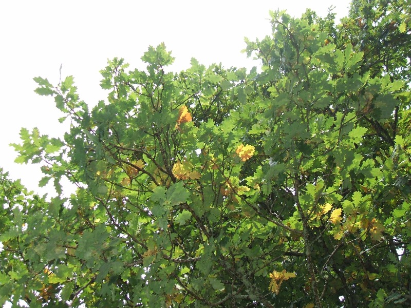 Wise Wild Women - Trees for Life