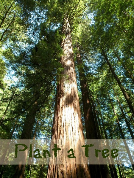 William Tyler Huber - Trees for Life