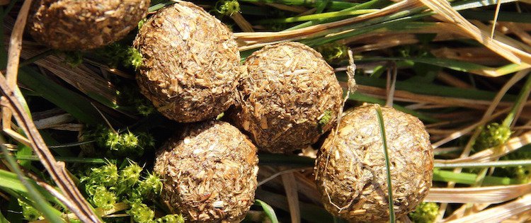 Ecology of Dung in the forest | Trees for Life