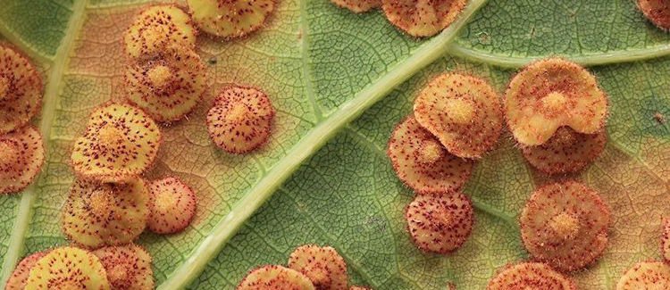 Plant gall information | Trees for Life