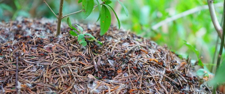 Animal homes and refuges | Trees for Life