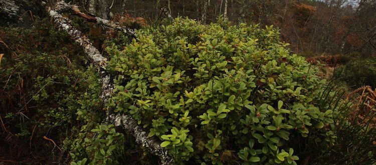 Hummocks | Trees for Life