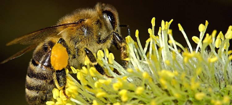 Pollination in nature | Trees for Life