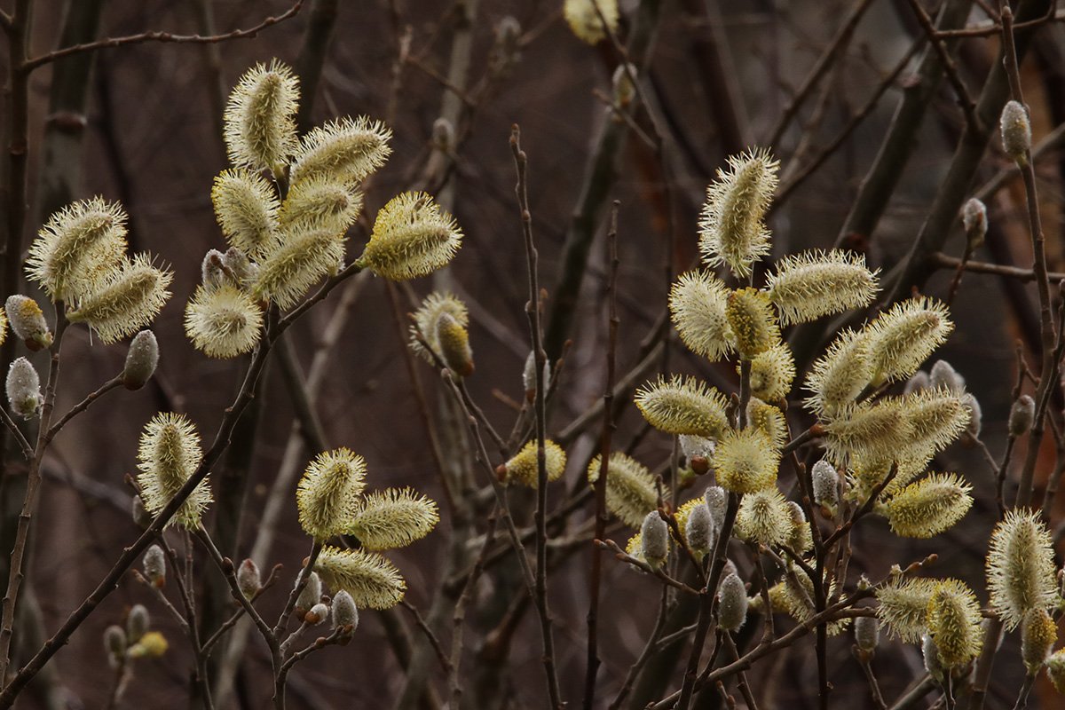 Goat willow tree facts and information | Trees for Life