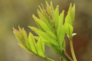 Ash tree added to Species Profiles - Trees for Life