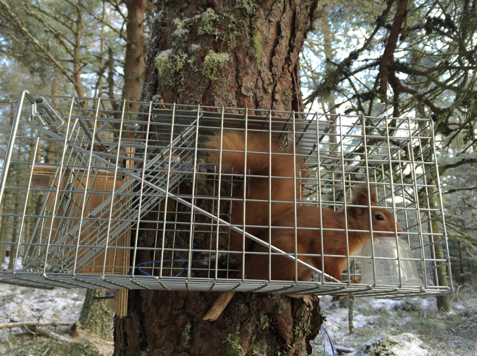 Red squirrels reintroduced to Shieldaig - Trees for Life