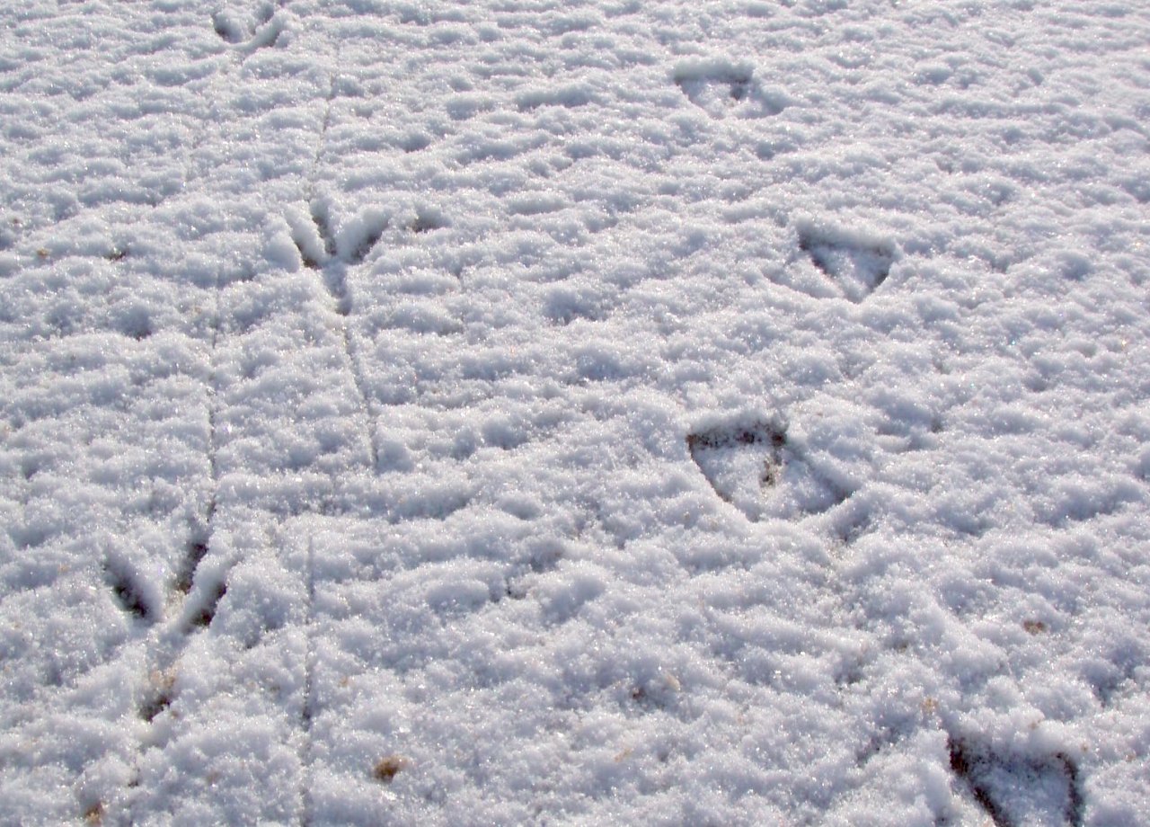 Snow Tracking – A Healthy Obsession - Trees for Life