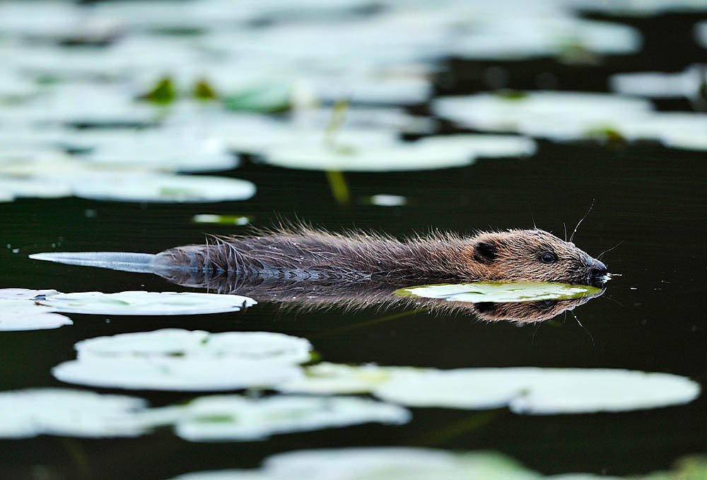 Beavers – unique opportunity for the Scottish Highlands - Trees for Life