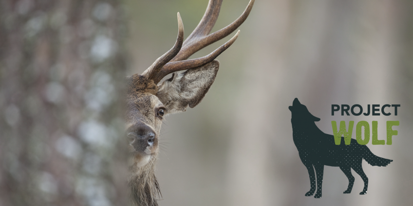 ‘Project Wolf’ helps restore Highland woodland - Trees for Life