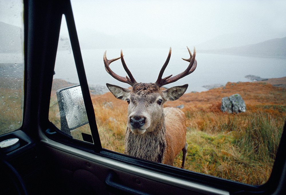 Rewilding our red deer - Trees for Life