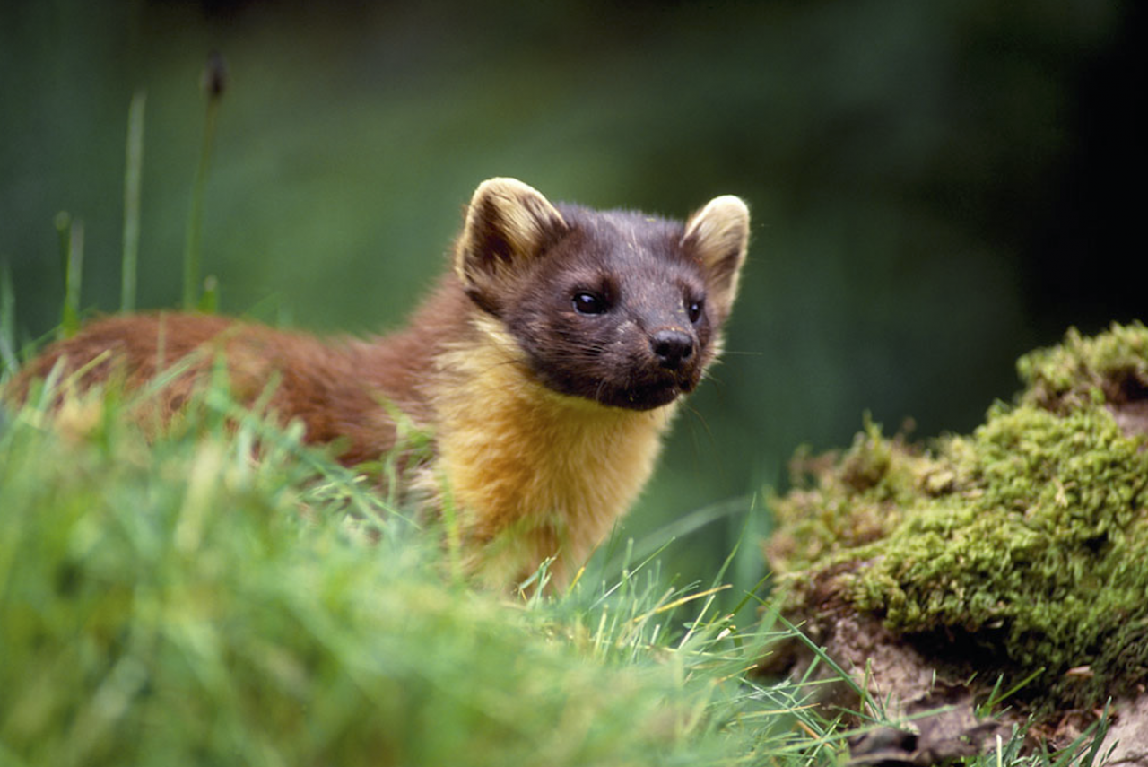 10 exciting rewilding projects happening in the UK and Ireland - Trees ...