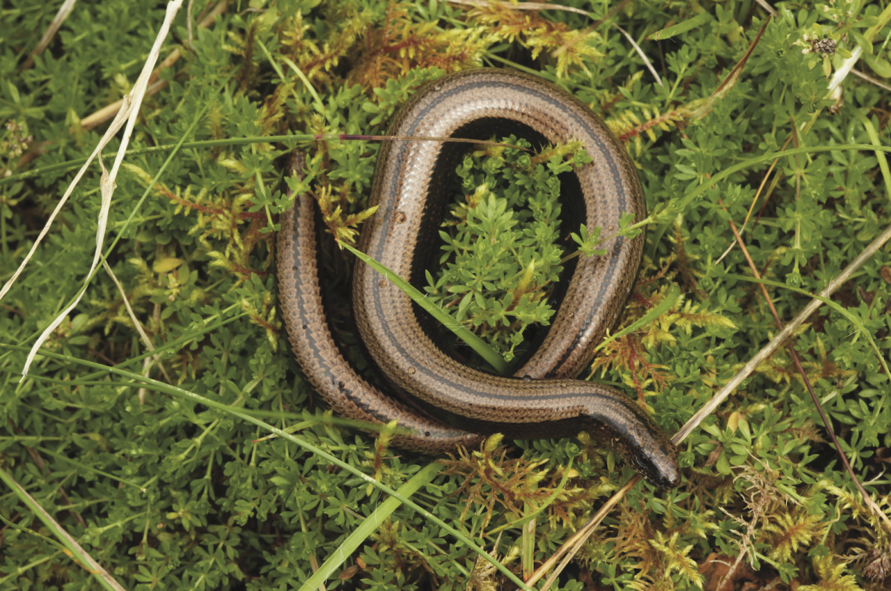 New Species Profile: Slow Worm - Trees for Life