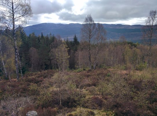 7 years and 255,000 trees at Dundreggan - Trees for Life