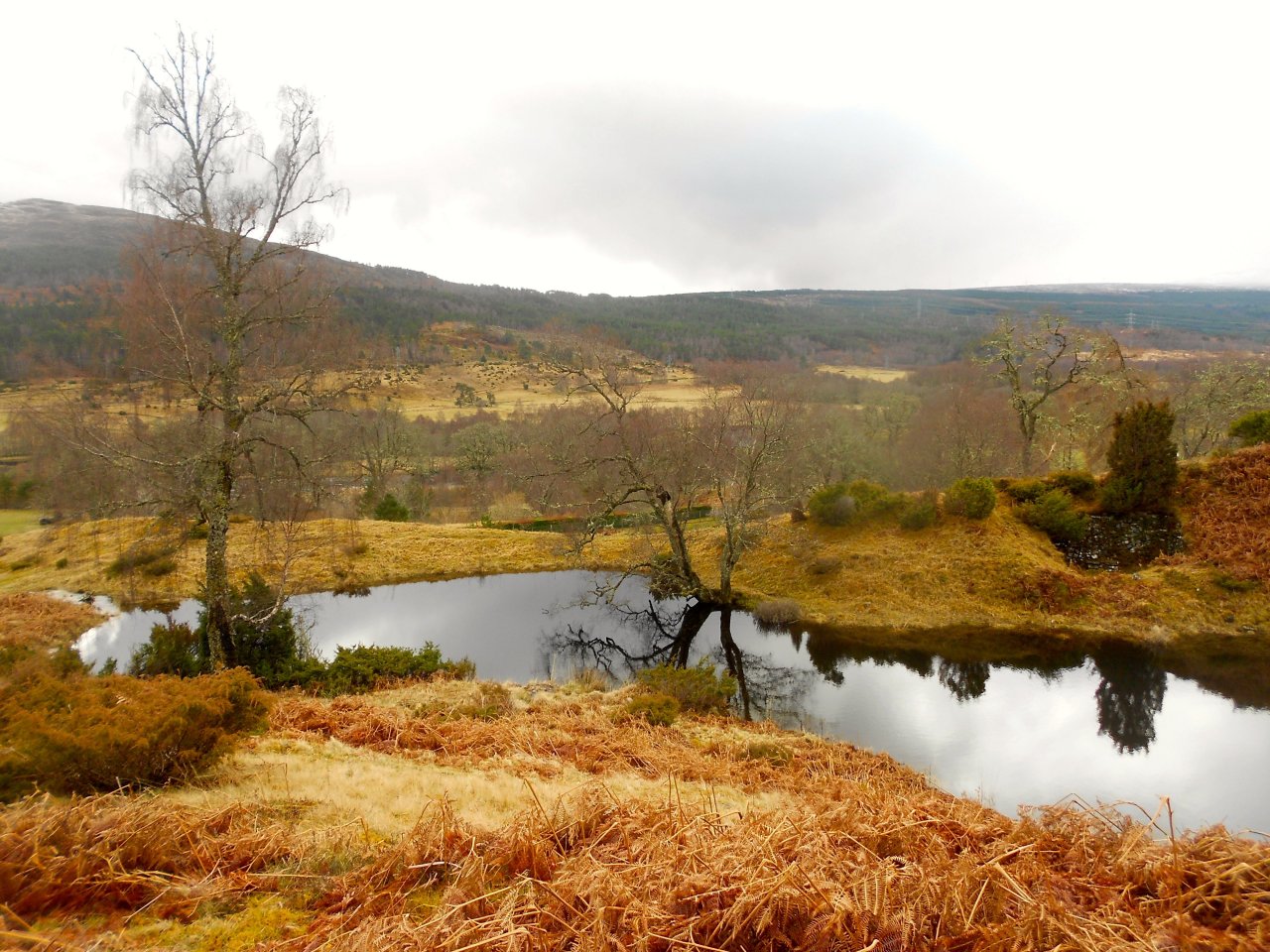 An Easter morning in Dundreggan - Trees for Life