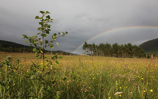 Dundreggan Summer Workshops 2015 - Trees for Life
