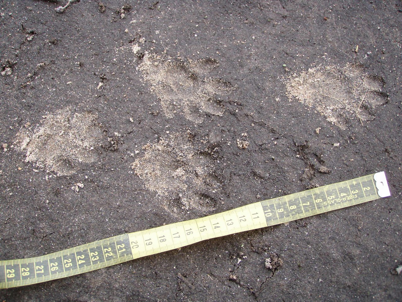 A Question of Tracking - Trees for Life