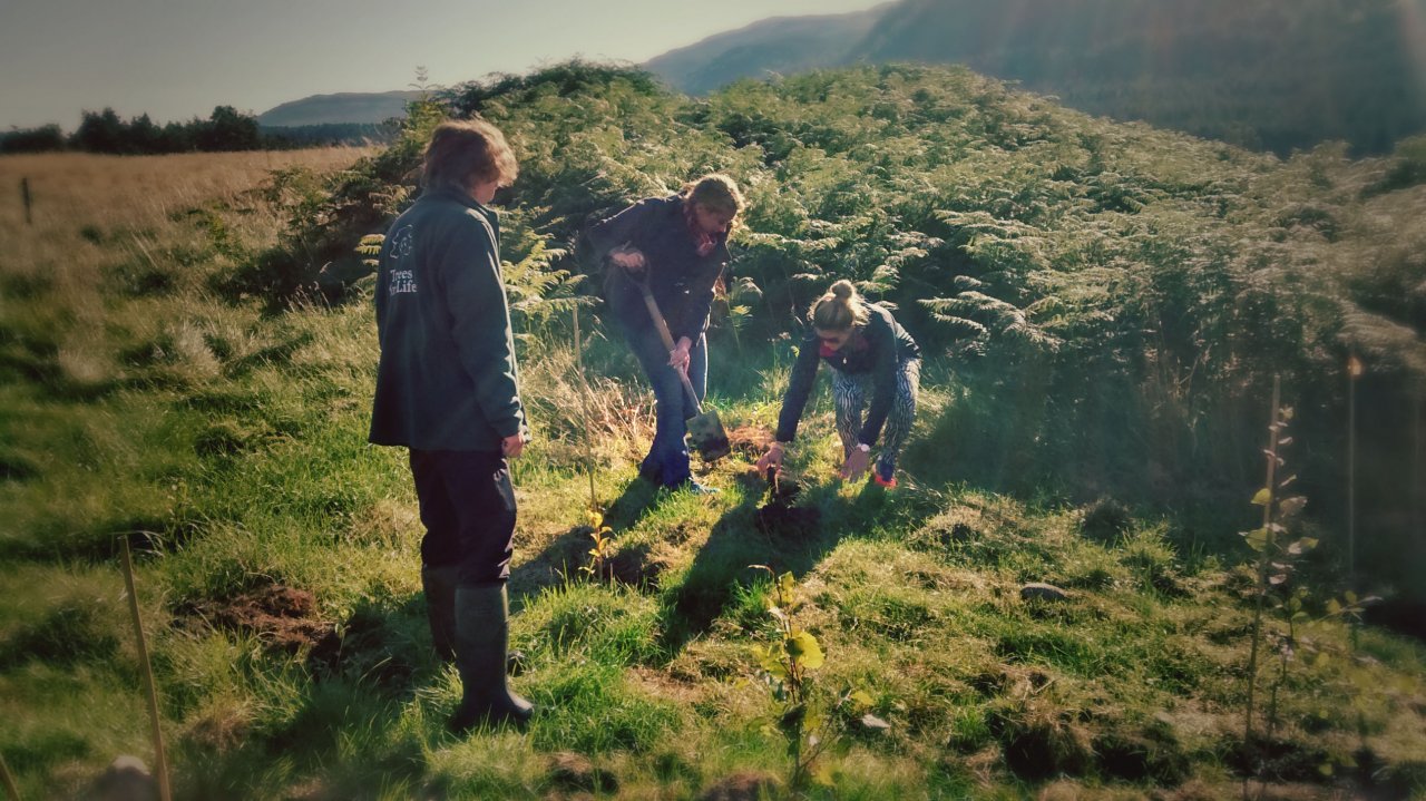 Stay Wild and plant a tree with Haggis Adventures - Trees for Life