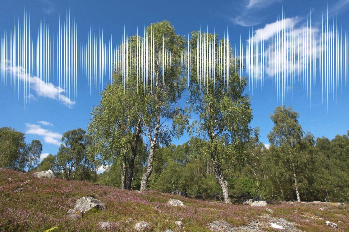 Woodland soundscape survey offers new way to measure biodiversity ...