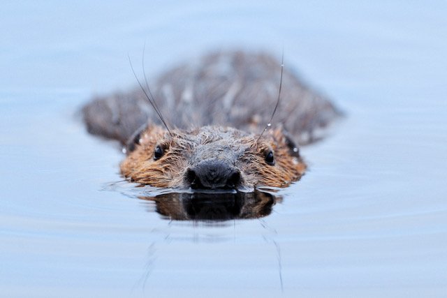 Appeal to bring beavers home to the Highlands - Trees for Life