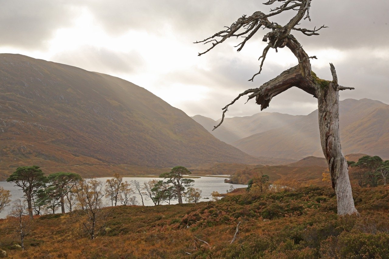 Appeal to save ice age heritage of Scotland's national tree - Trees for ...