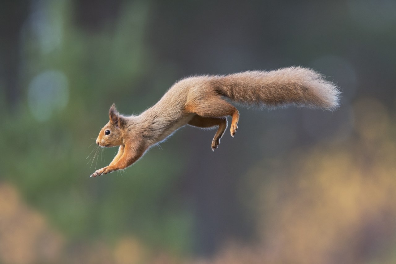 Trees for Life’s red squirrel project wins global conservation ...