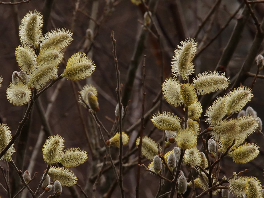 New Species Profile: Goat Willow - Trees for Life
