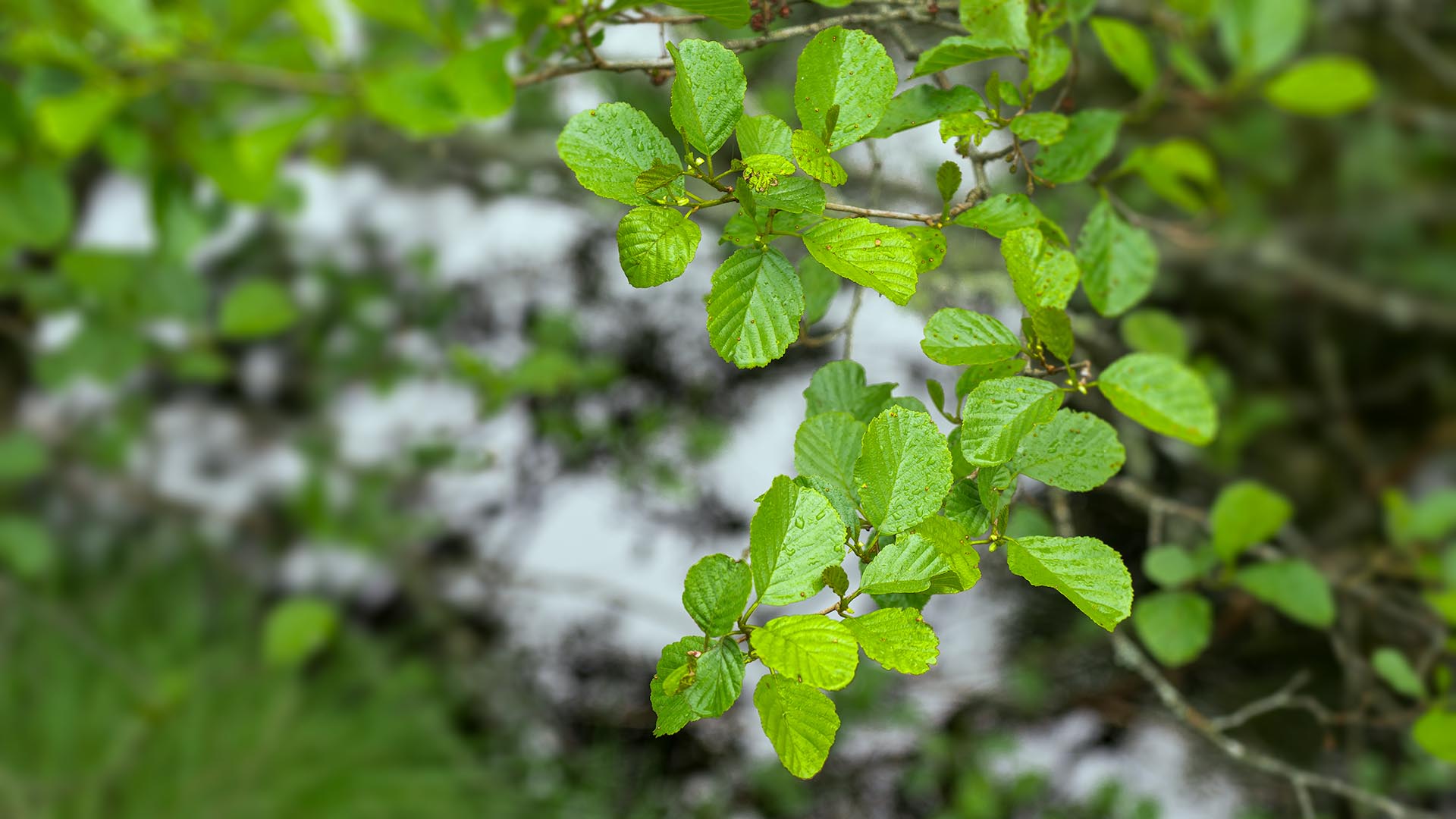 Alder mythology and folklore | Trees for Life