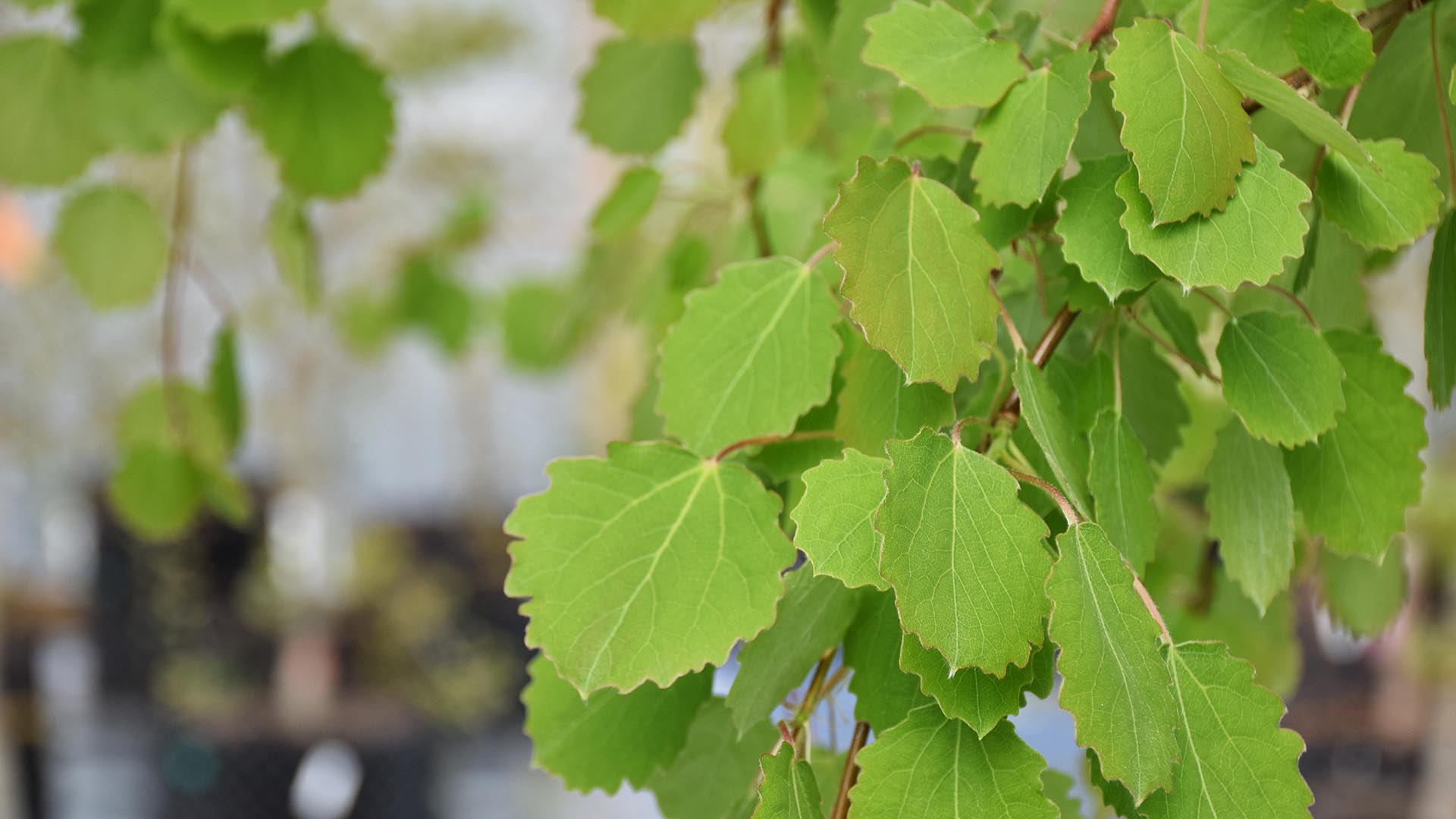 Aspen | Facts and mythology of the aspen tree
