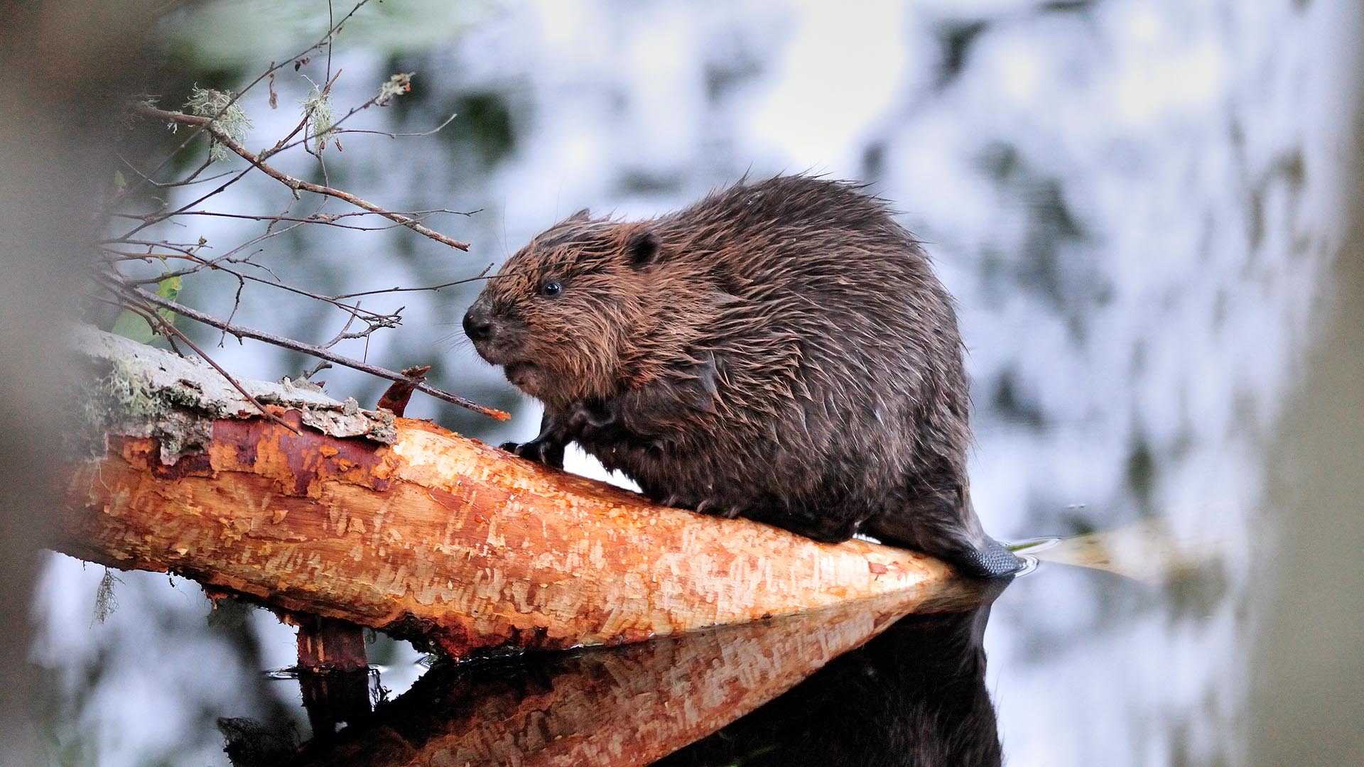 Beaver mythology and folklore | Trees for Life