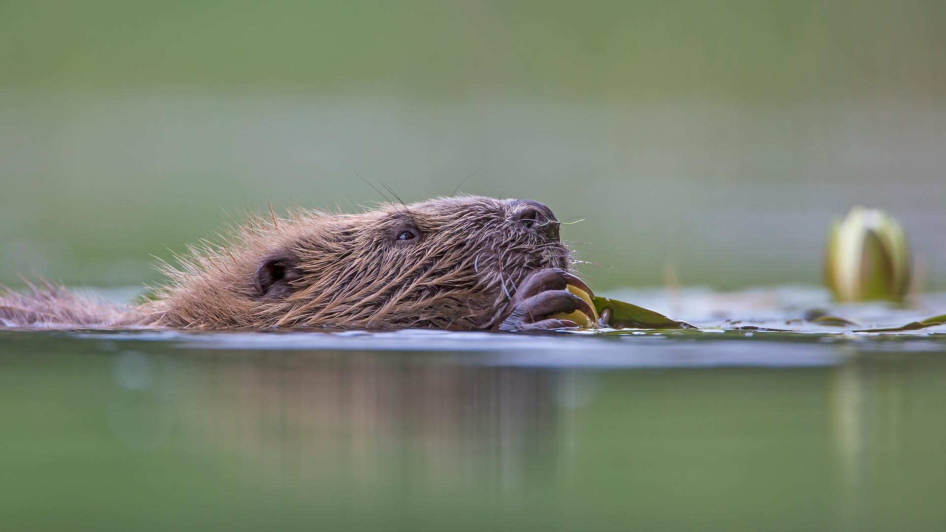 Beaver a rewilding success story | Trees for Life