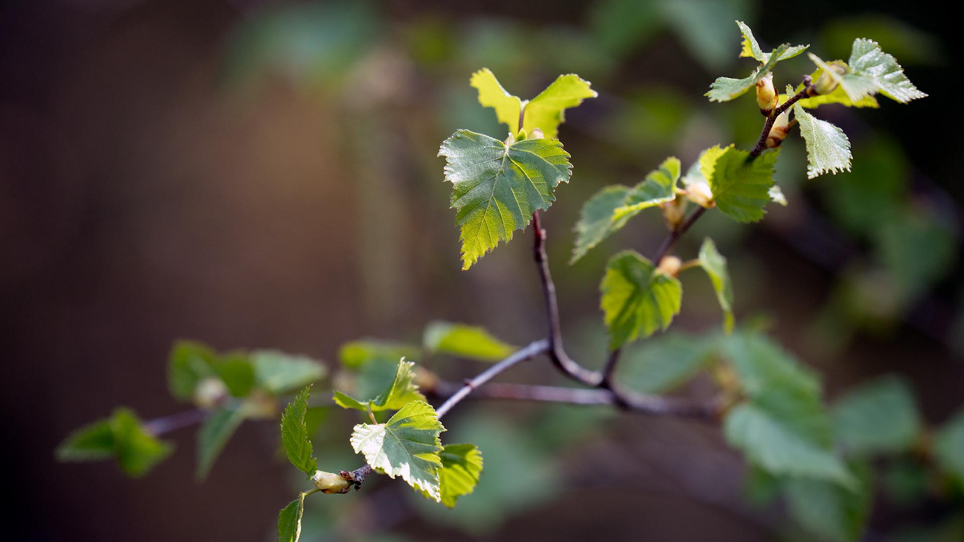 Birch tree facts, information and mytholgoy | Trees for Life