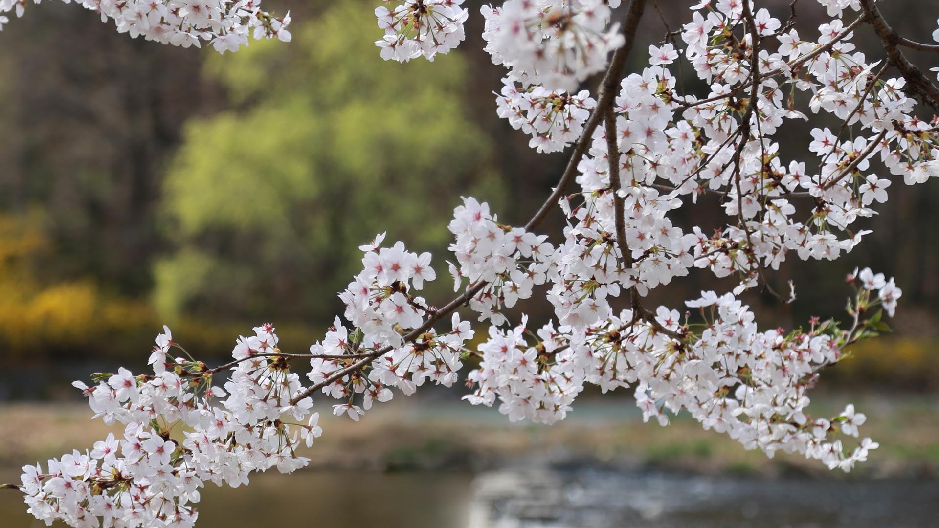 Cherry tree mythology and folklore | Trees for Life