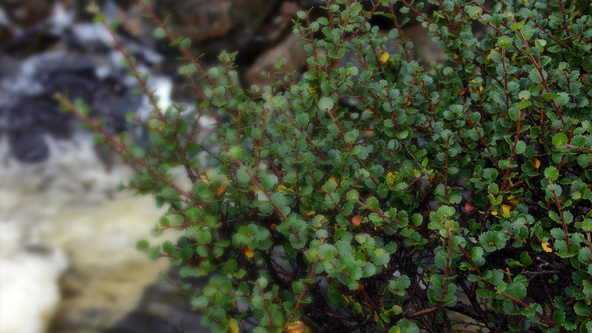 Dwarf birch facts and information | Trees for Life