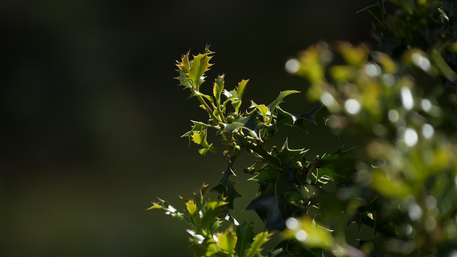 Holly tree mythology and folklore | Trees for Life