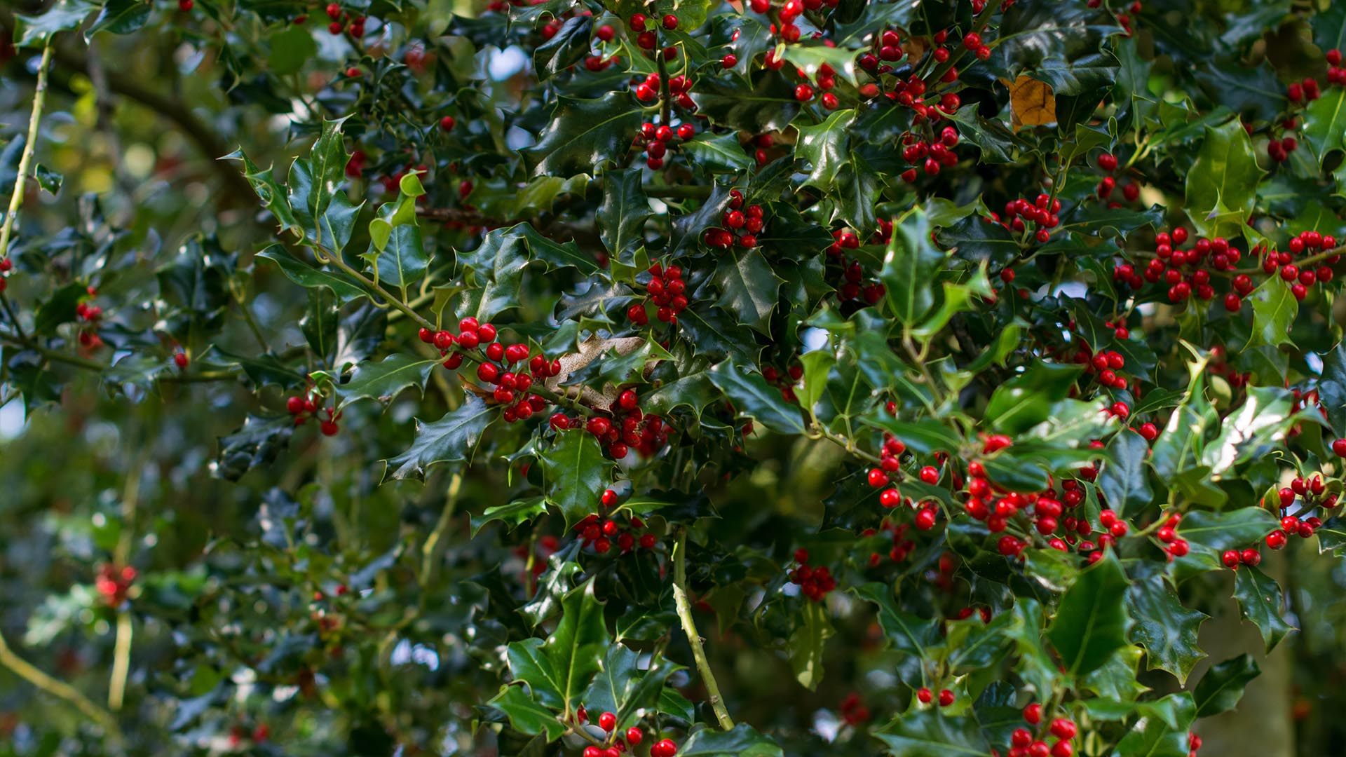 Holly Tree Facts And Information Trees For Life