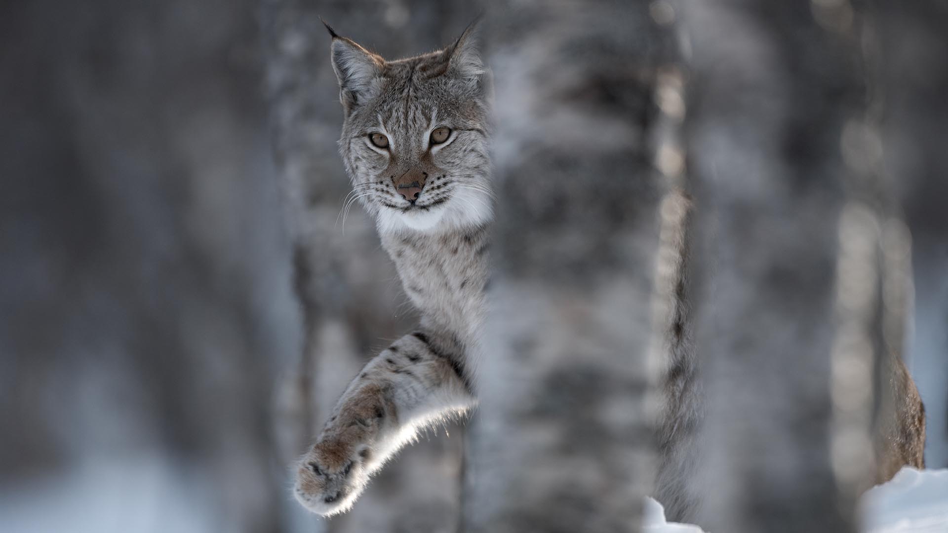 Lynx facts and information | Trees for Life