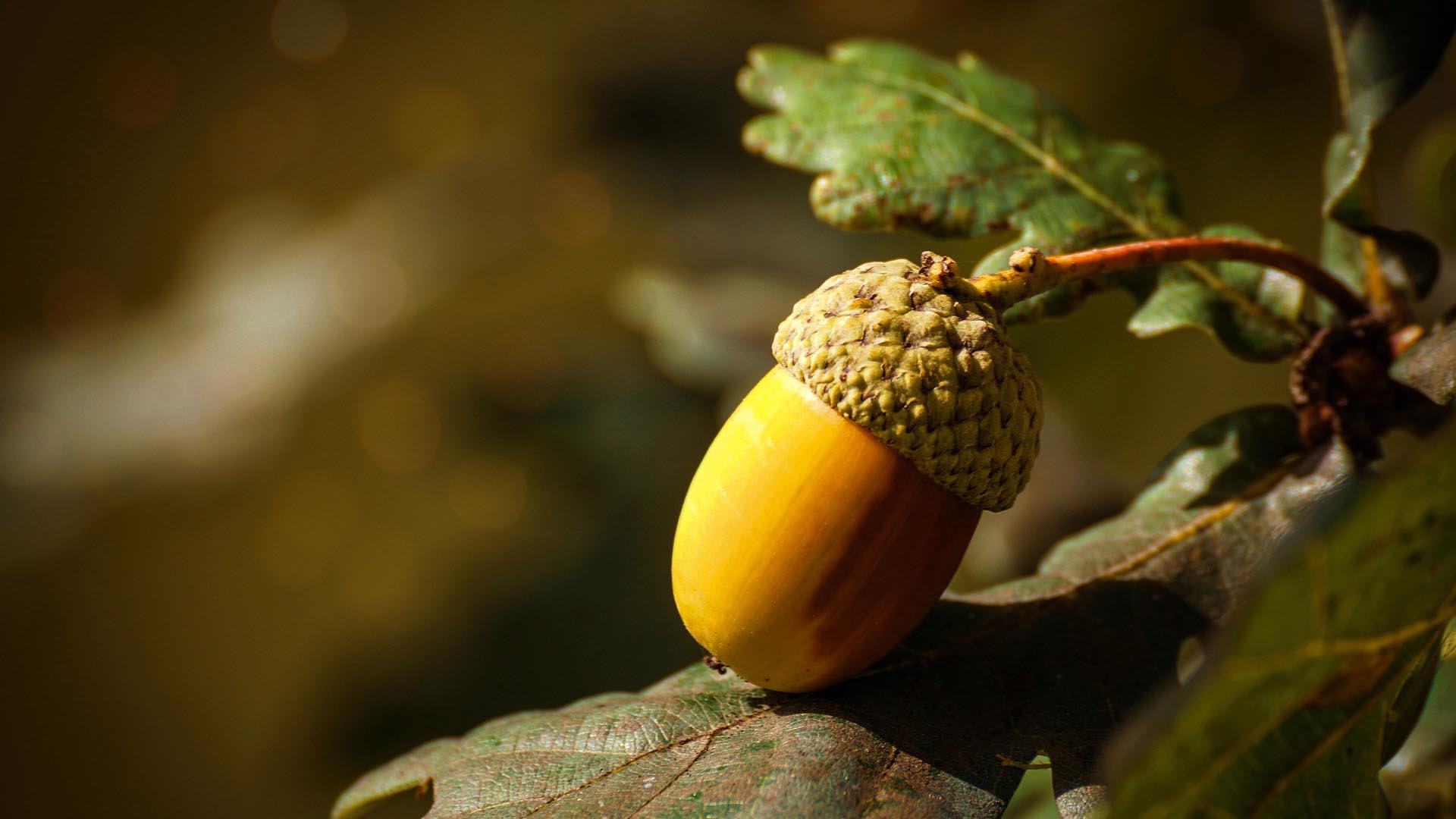 Oak mythology and folklore | Trees for Life