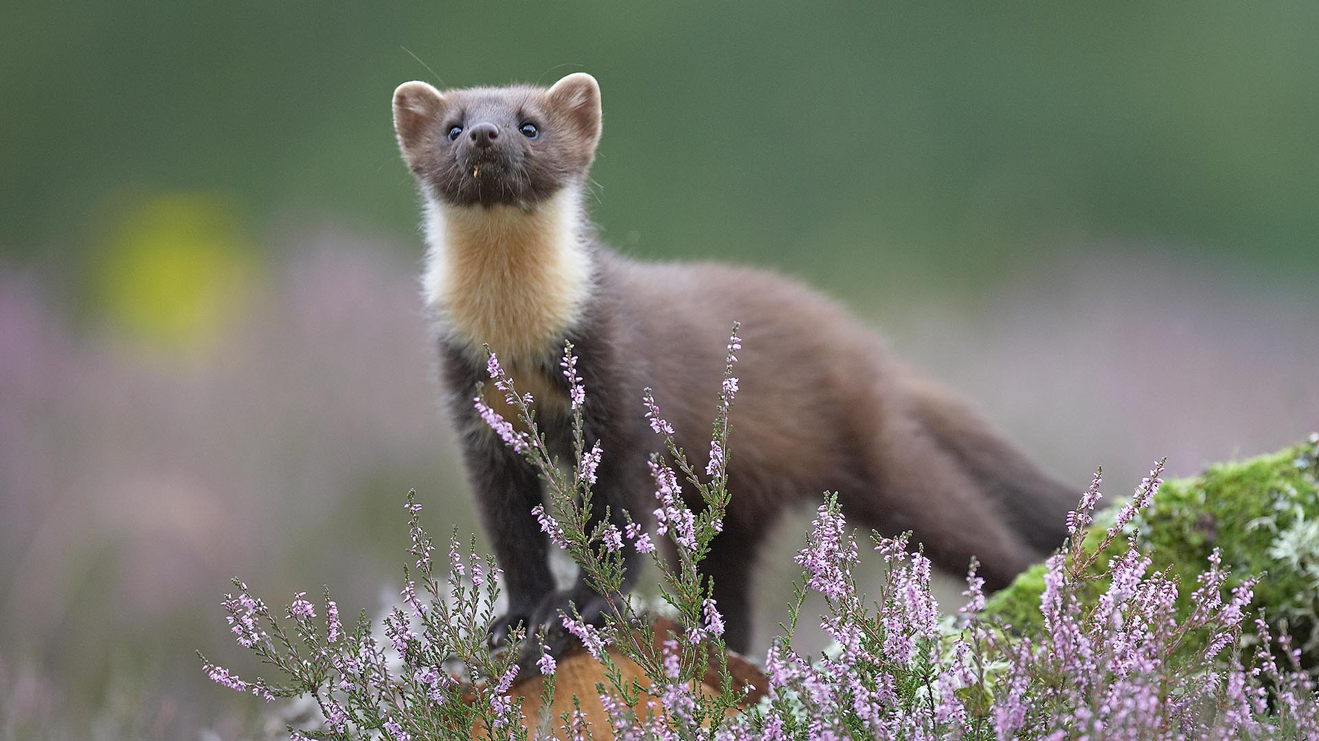 Pine marten facts and information | Trees for Life