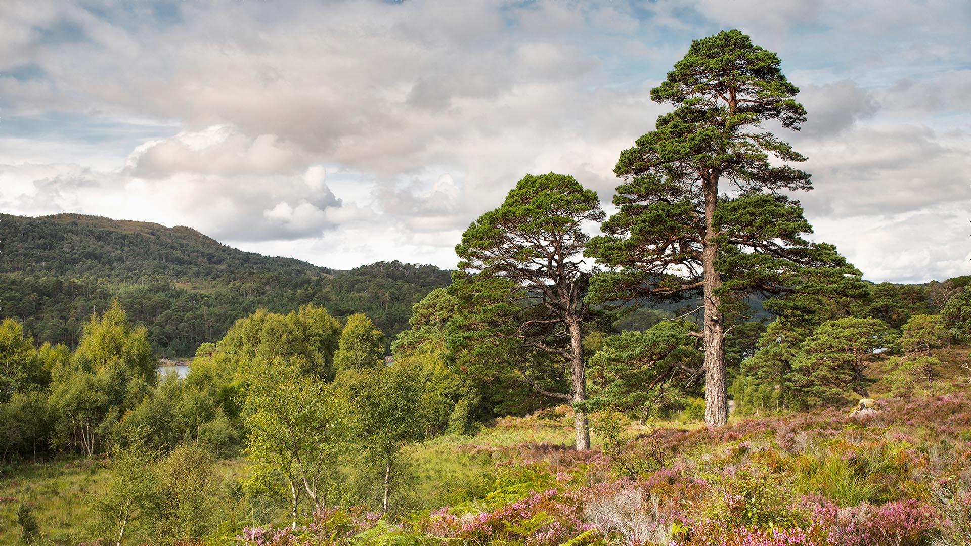 What is rewilding? | Trees for Life